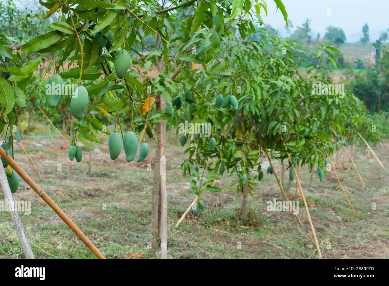 grove with mango fruits Stock Photo - Alamy