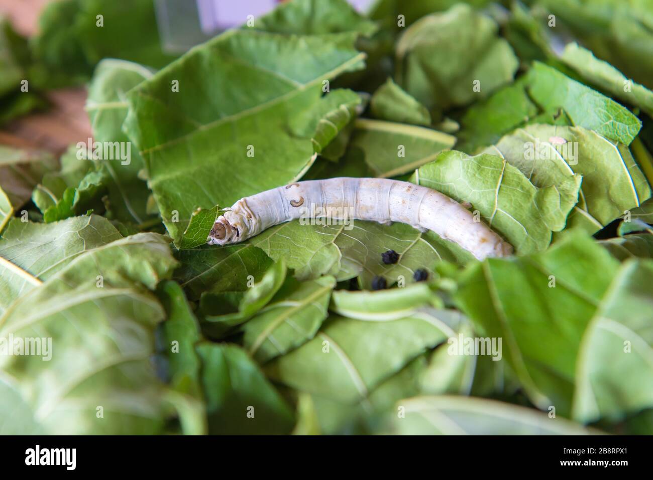Silk Production Process