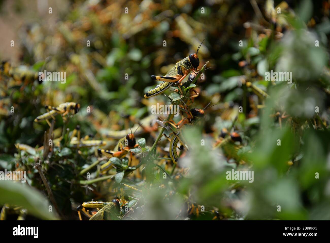 Locust infestation hi-res stock photography and images - Alamy
