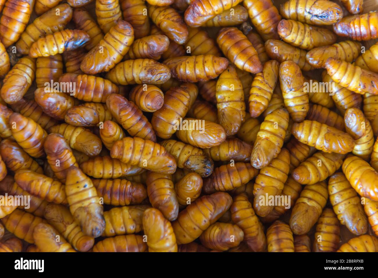 chrysalis silkworm. This is a source of silk thread and silk fabric ...