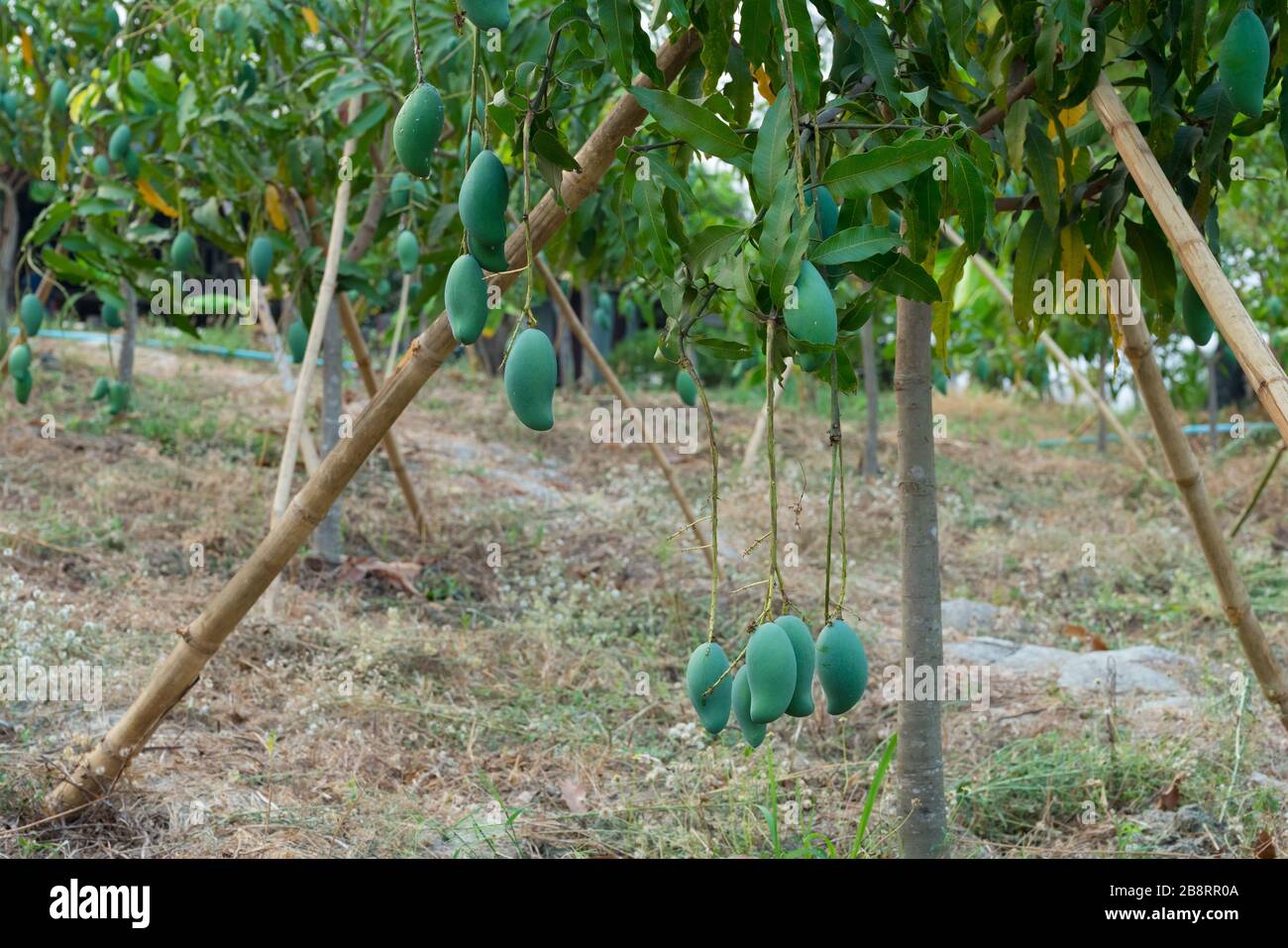 grove with mango fruits Stock Photo - Alamy