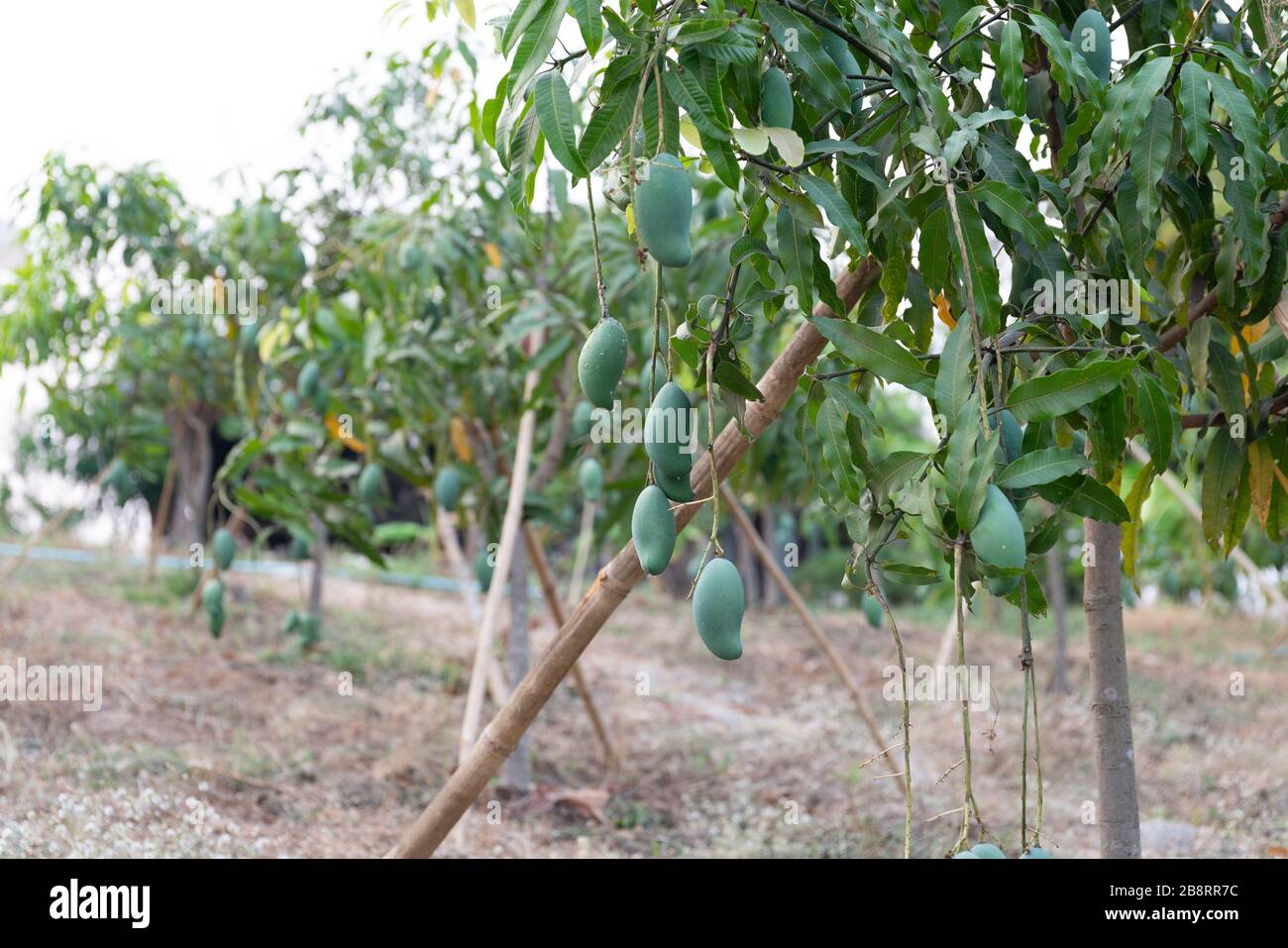 grove with mango fruits Stock Photo - Alamy