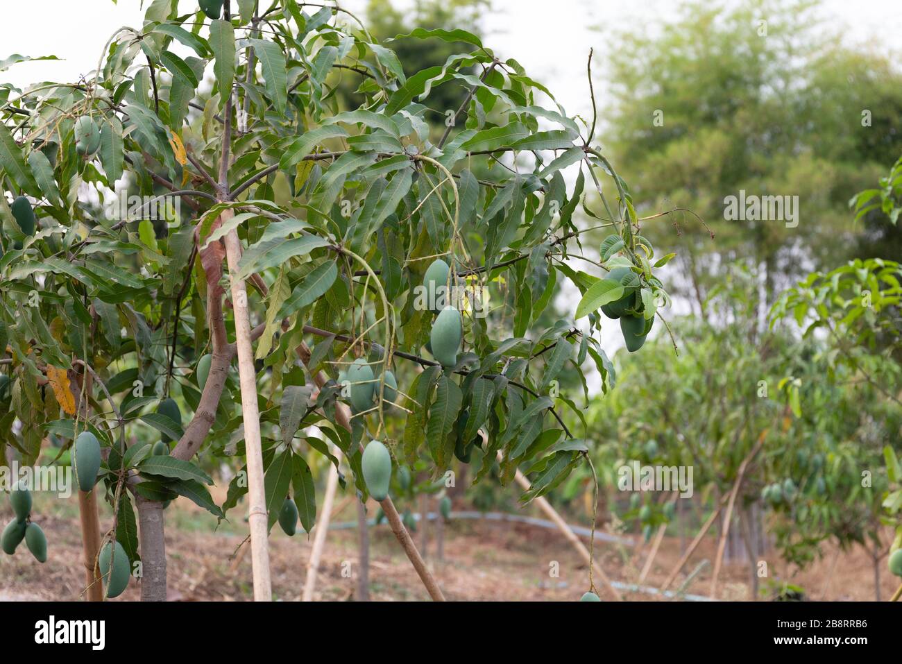 grove with mango fruits Stock Photo - Alamy