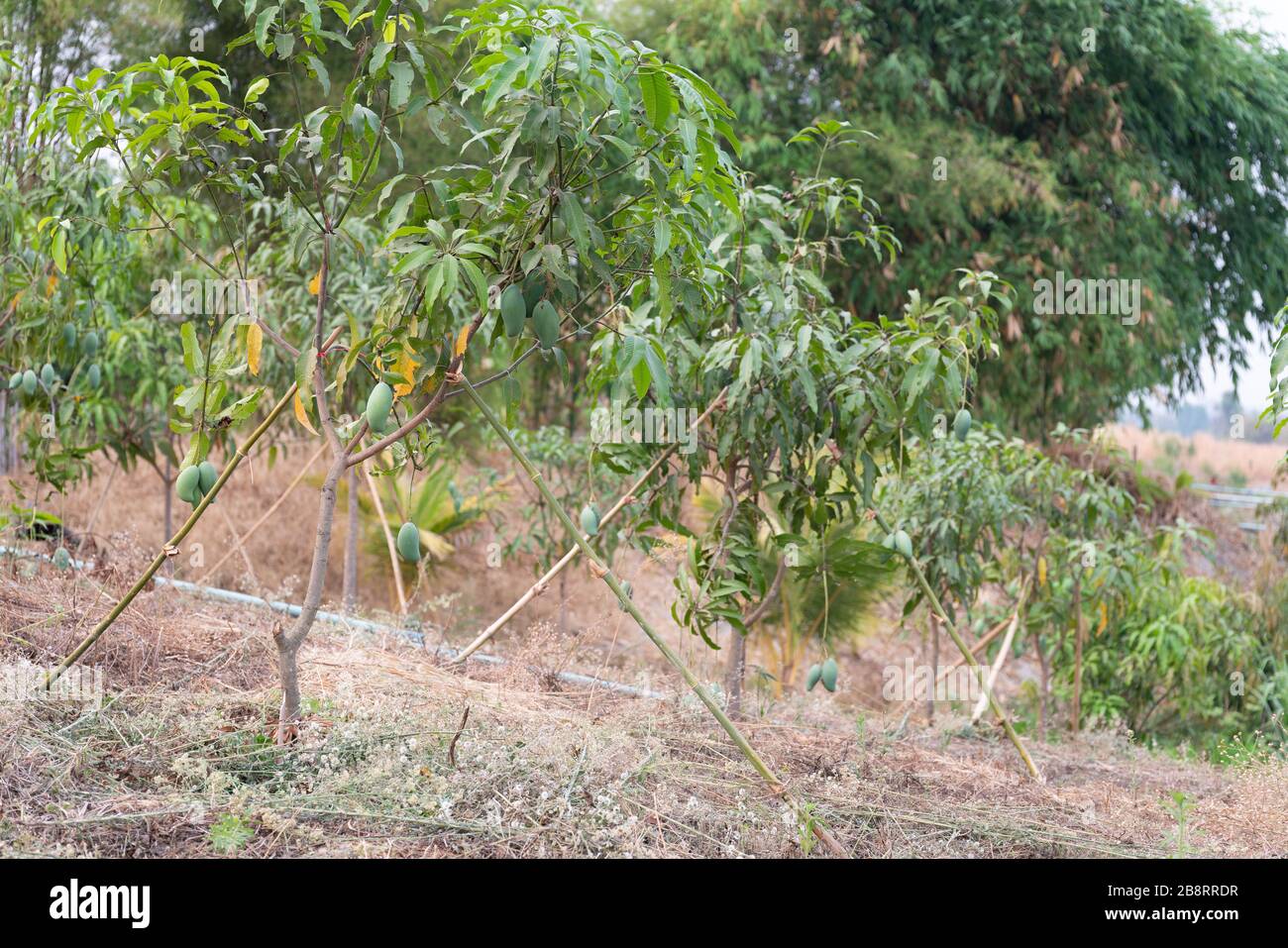 grove with mango fruits Stock Photo - Alamy