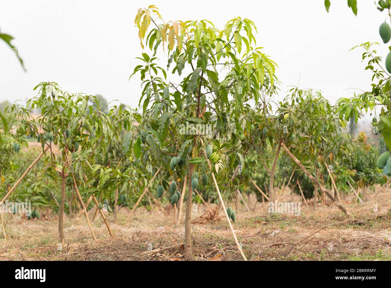 grove with mango fruits Stock Photo - Alamy