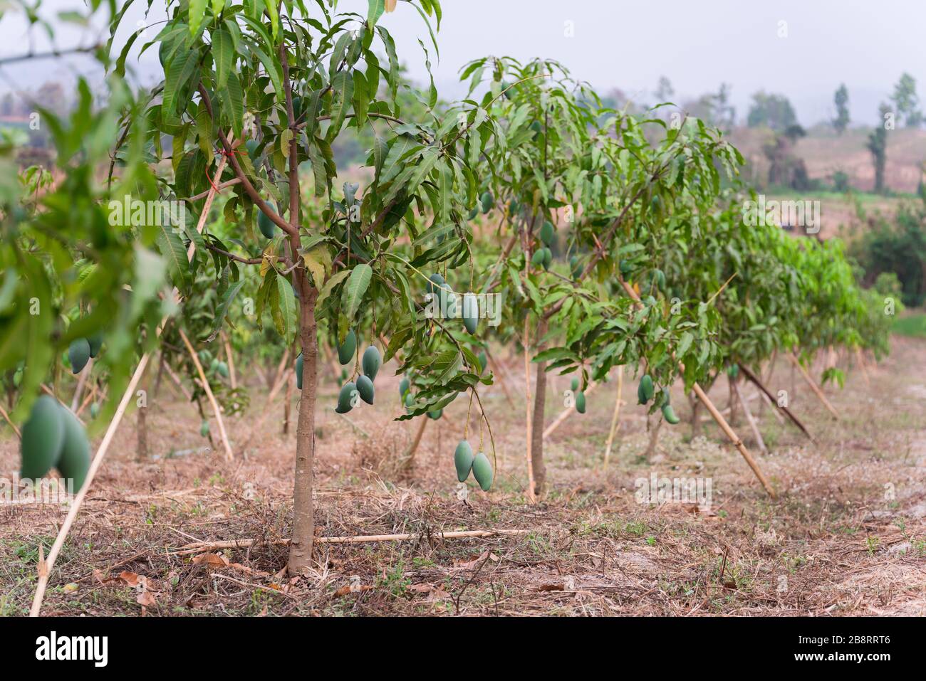 grove with mango fruits Stock Photo - Alamy