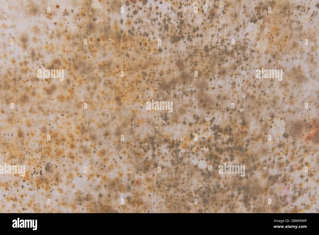 Texture of canvas covered with mold or fungus Stock Photo - Alamy