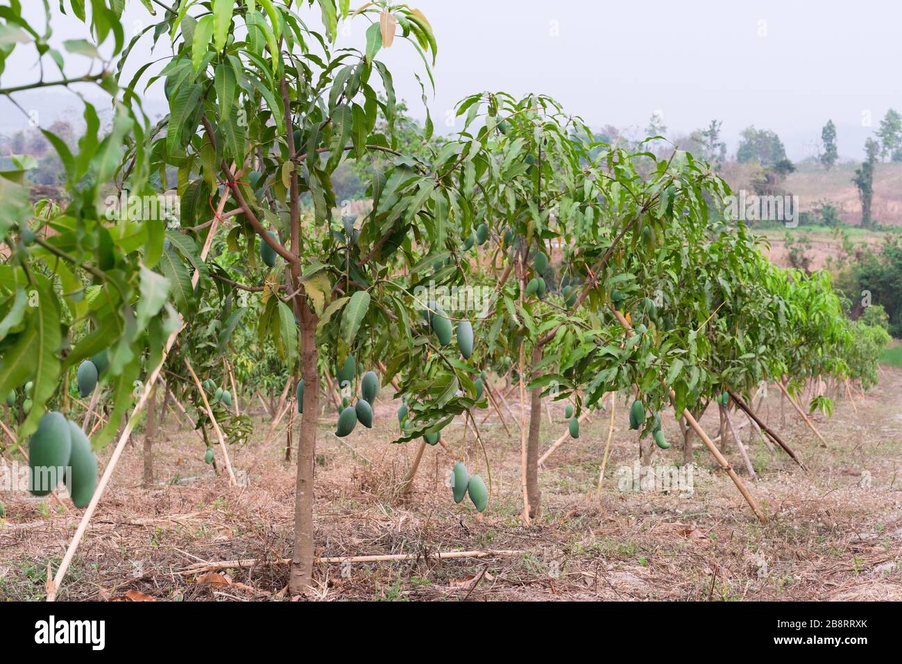 grove with mango fruits Stock Photo - Alamy