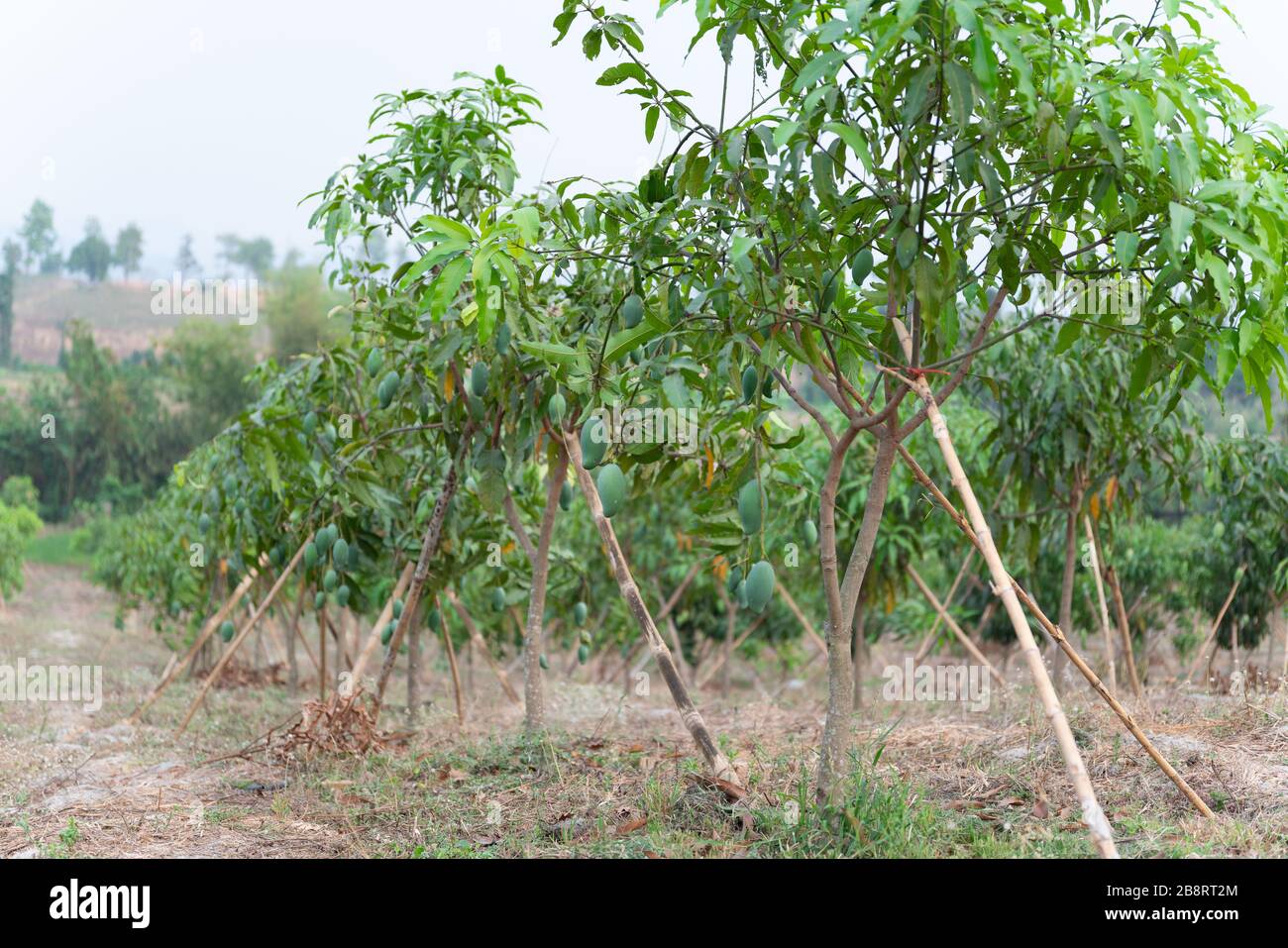 grove with mango fruits Stock Photo - Alamy