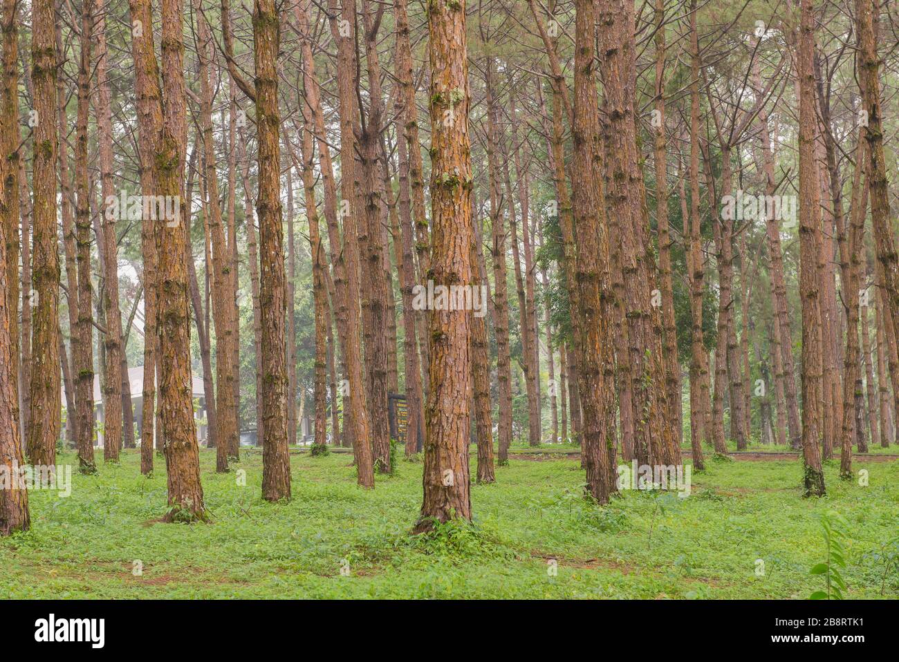 trunks of tall old trees in a pine forest Stock Photo - Alamy