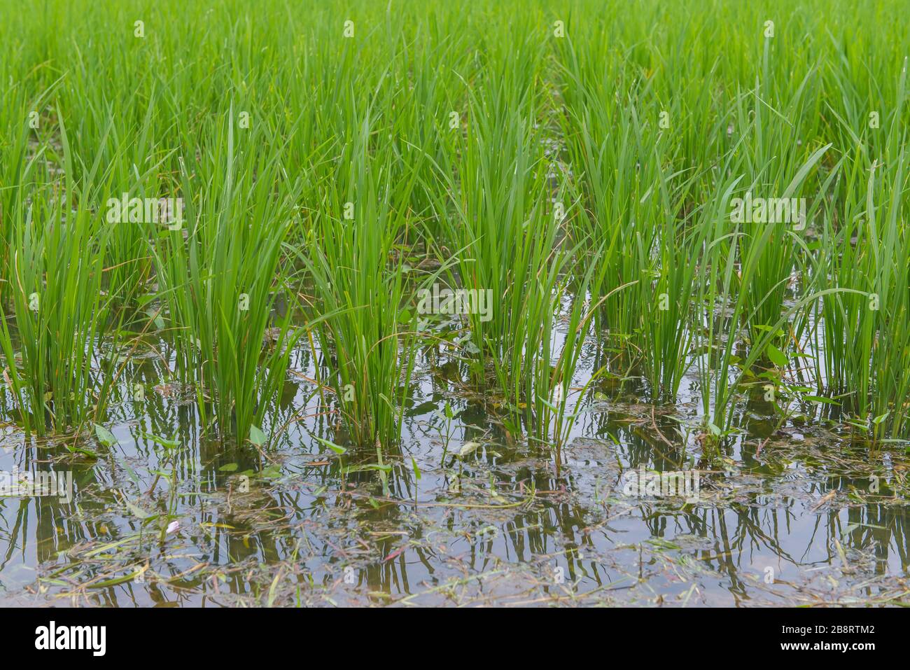 Rice berry in farm. (Thai black jasmine rice Stock Photo - Alamy