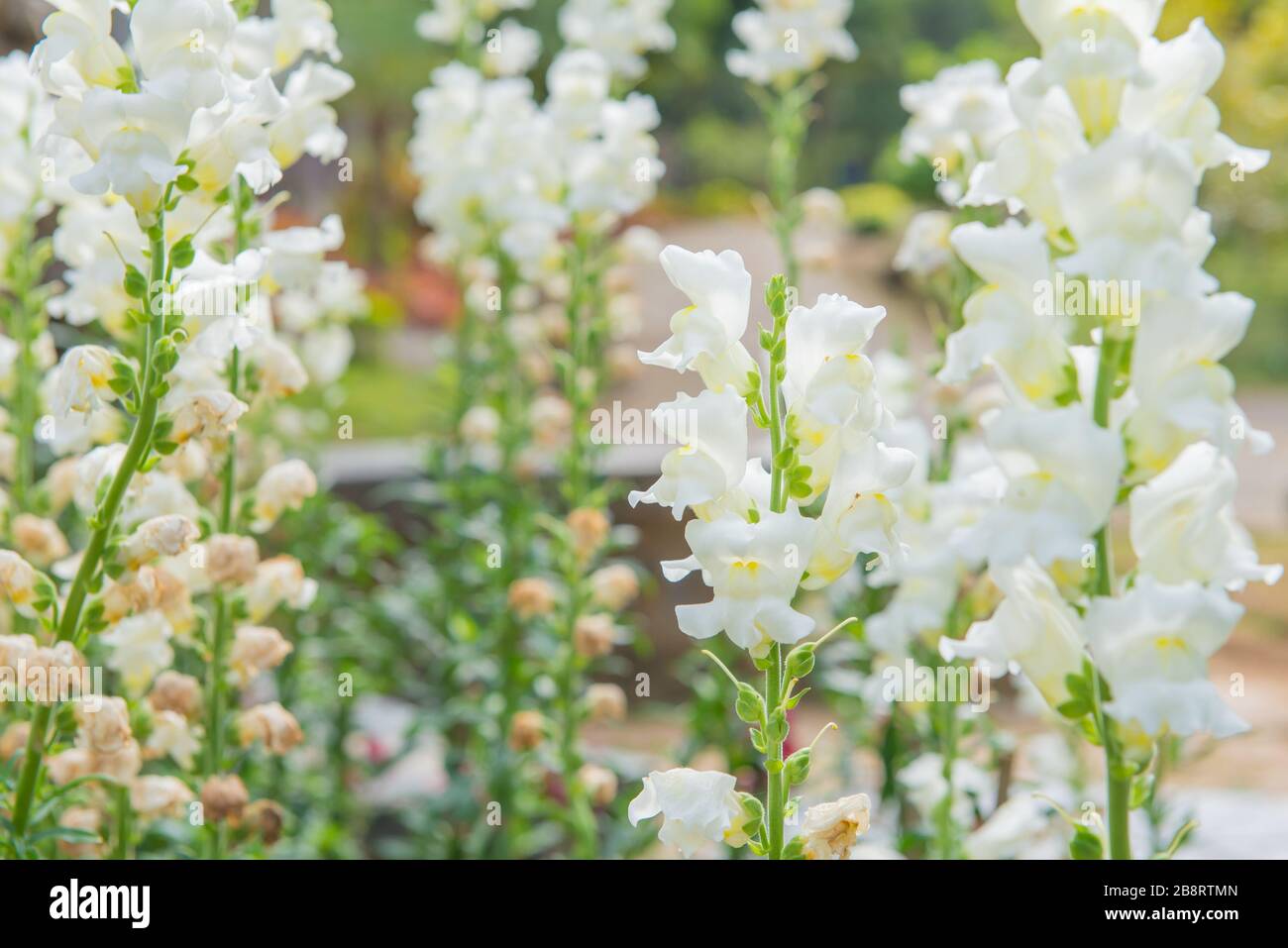Colorful of white snapdragon flower in Beautiful garden Stock Photo - Alamy
