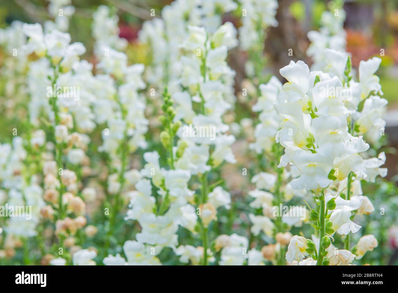 White snapdragon flower hi-res stock photography and images - Alamy