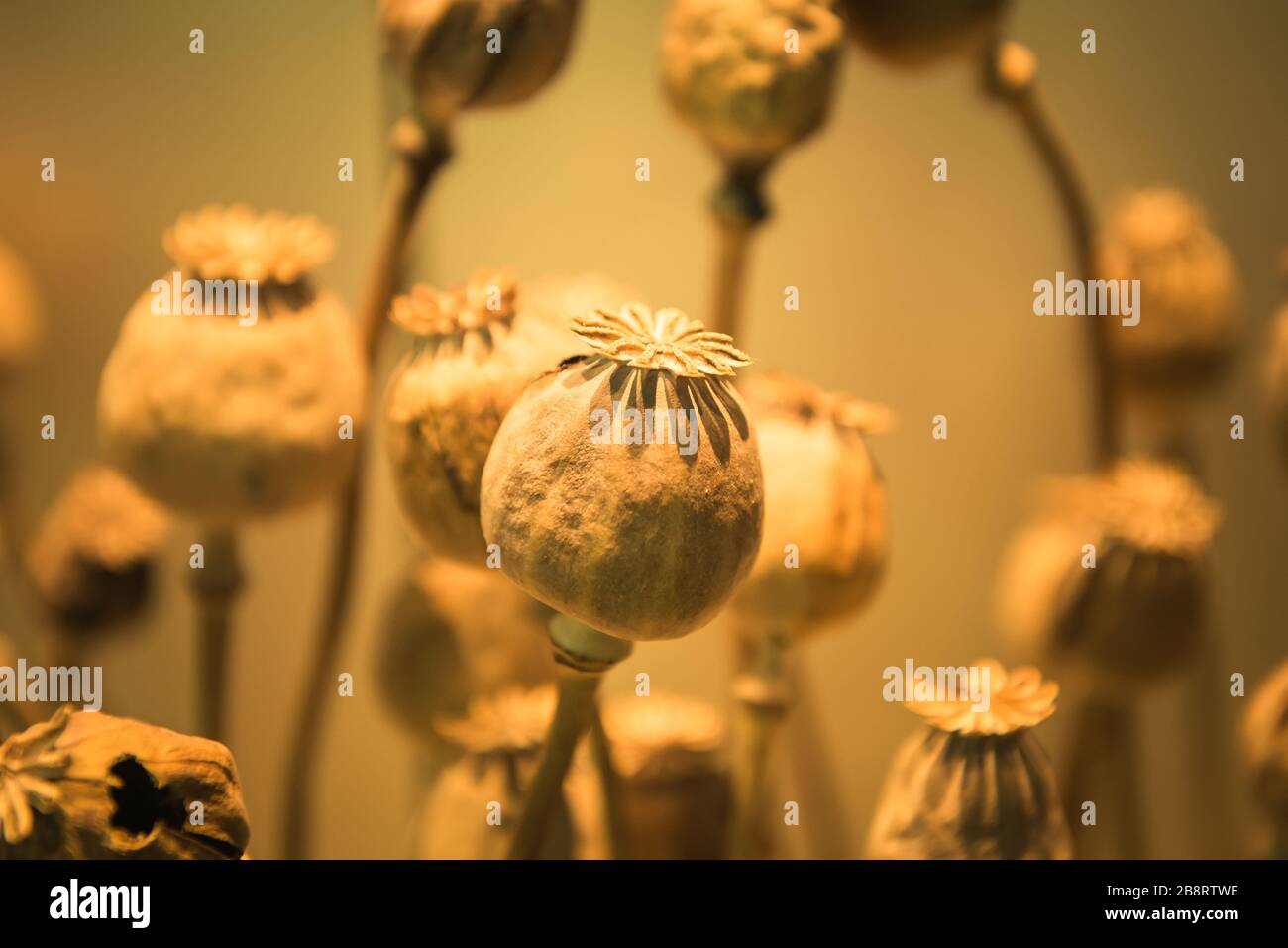 Opium poppy head, Plants for medicine or drugs Stock Photo - Alamy