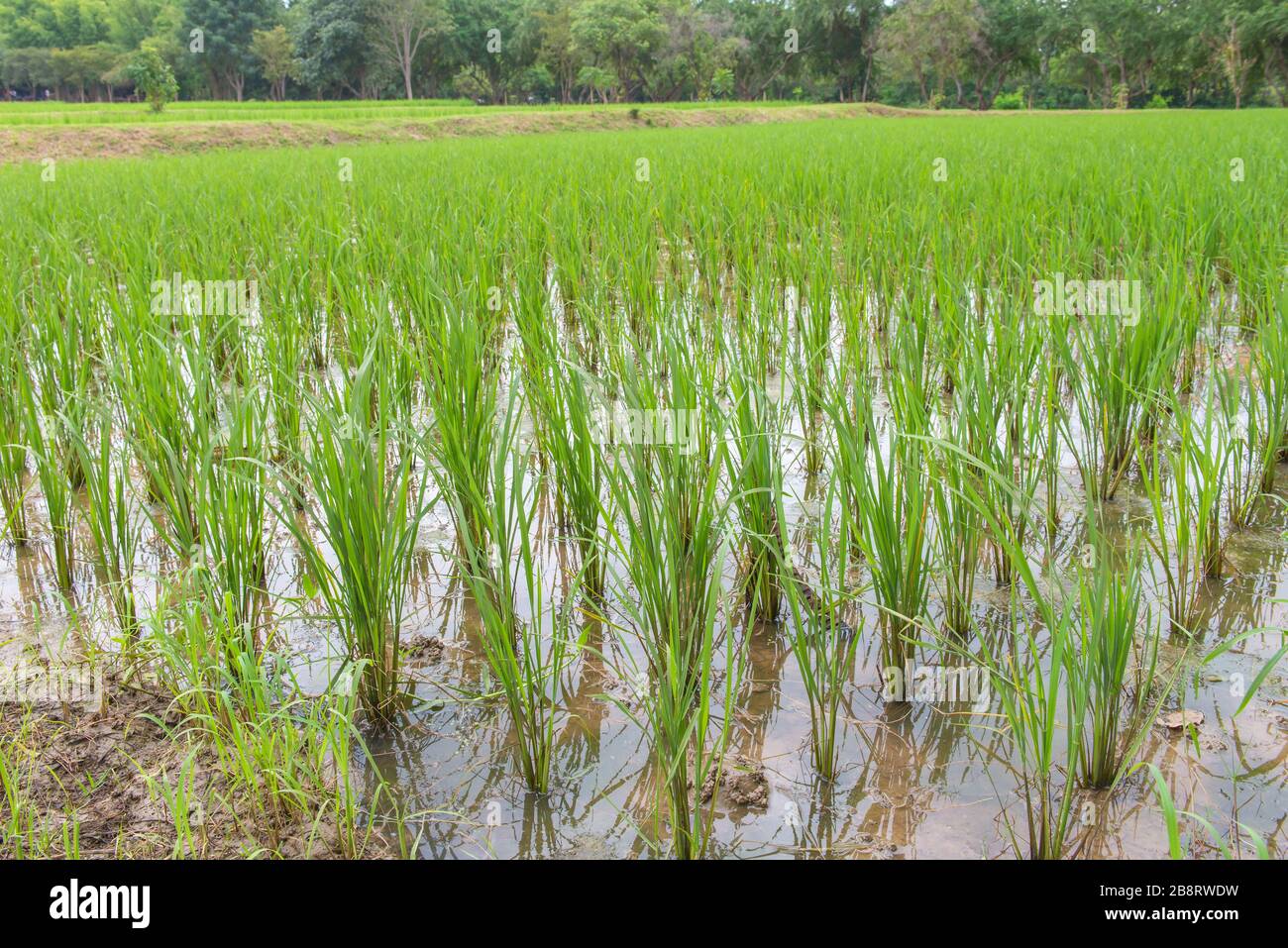 Rice berry in farm. (Thai black jasmine rice Stock Photo - Alamy