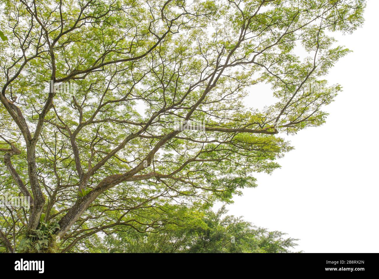 Oak tree in forest from ground hi-res stock photography and images - Alamy
