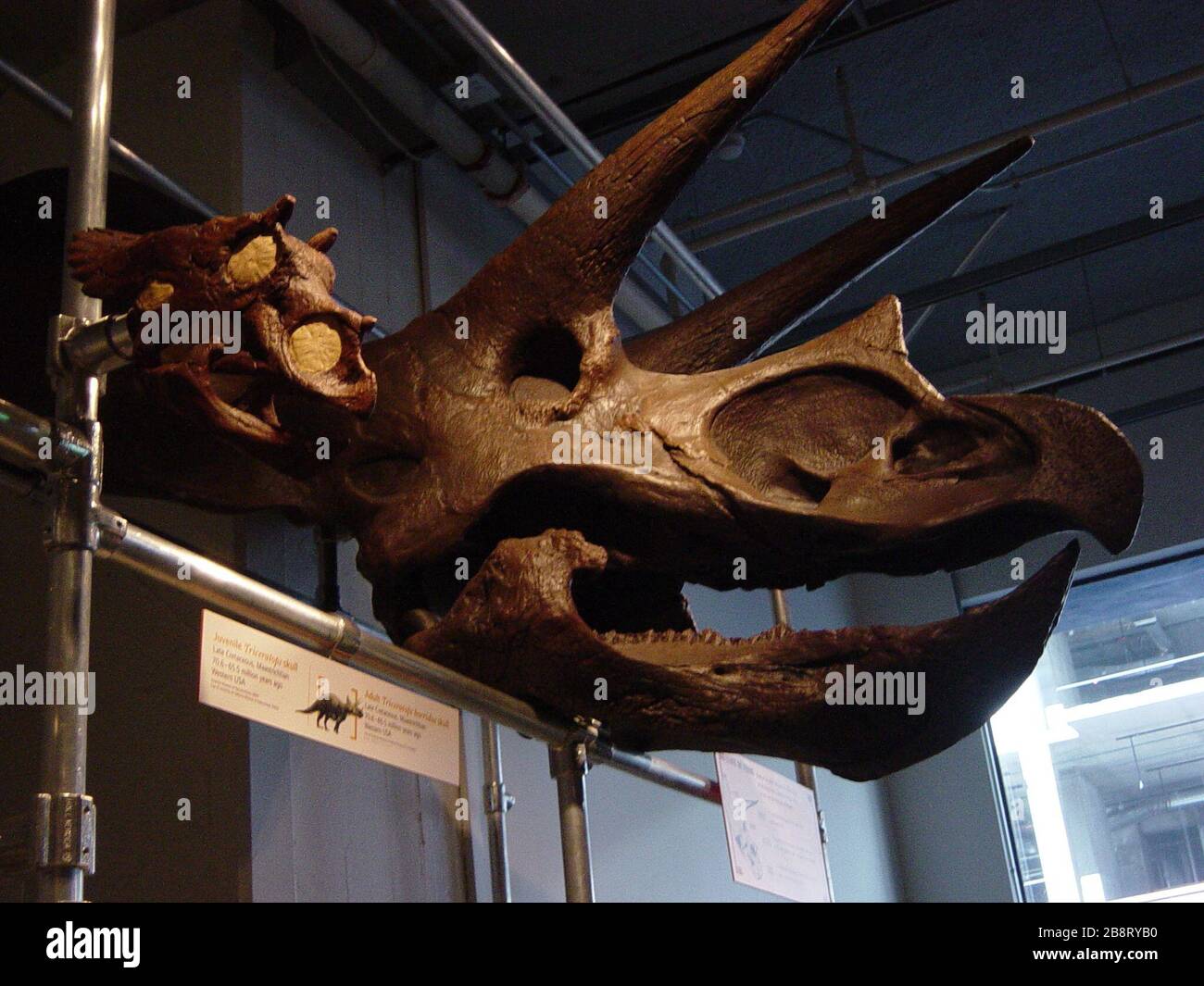 Triceratops skulls hi-res stock photography and images - Alamy