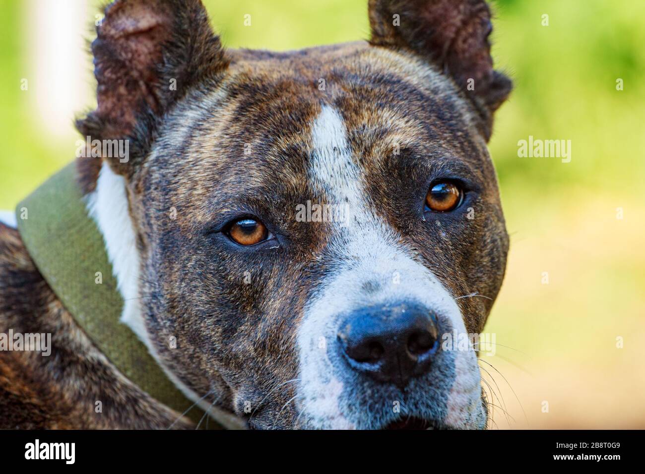 Muzzle of a large evil guard dog with large teeth close-up. The open ...