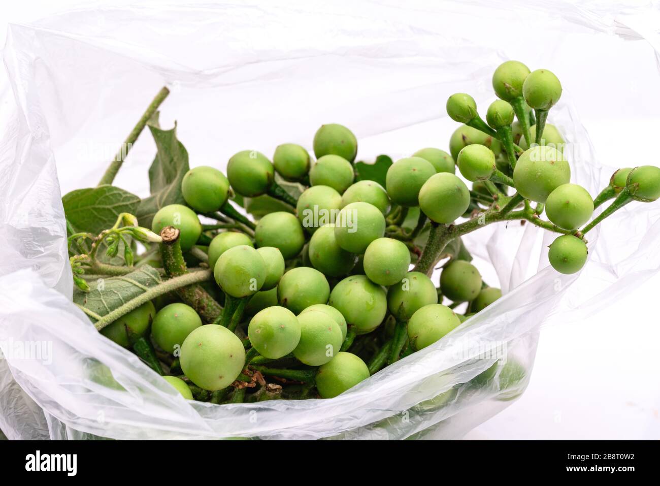 Turkey berry solanum torvum hi-res stock photography and images - Alamy