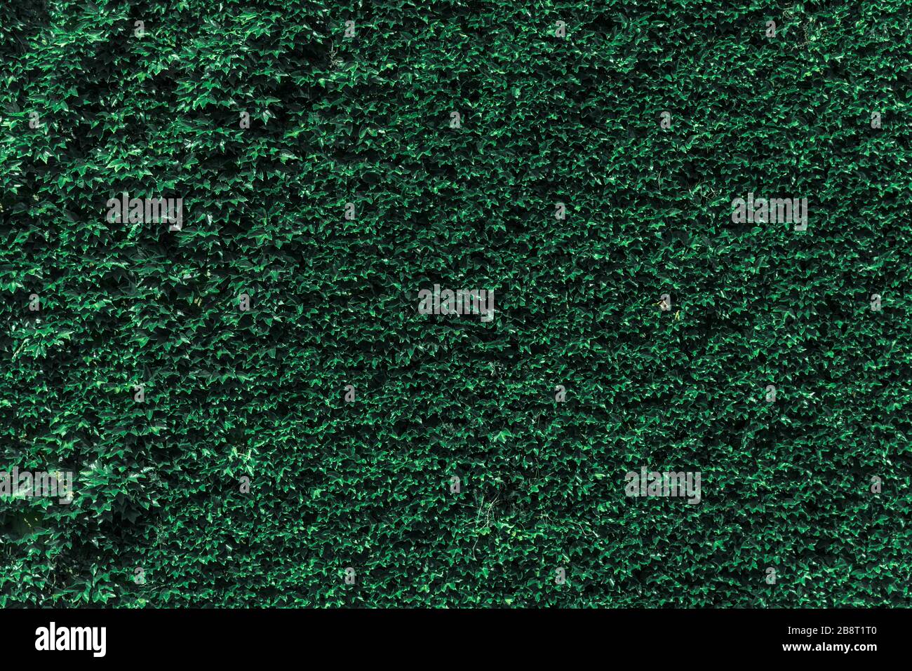 Natural background of green leaves and foliage Stock Photo - Alamy