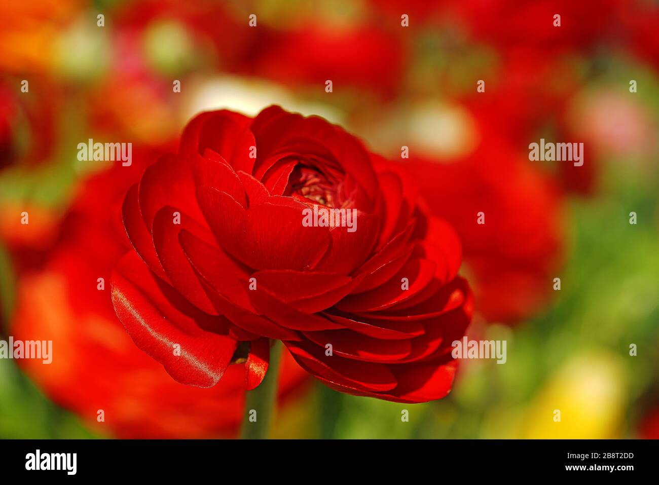 Seoul rose garden hi-res stock photography and images - Alamy