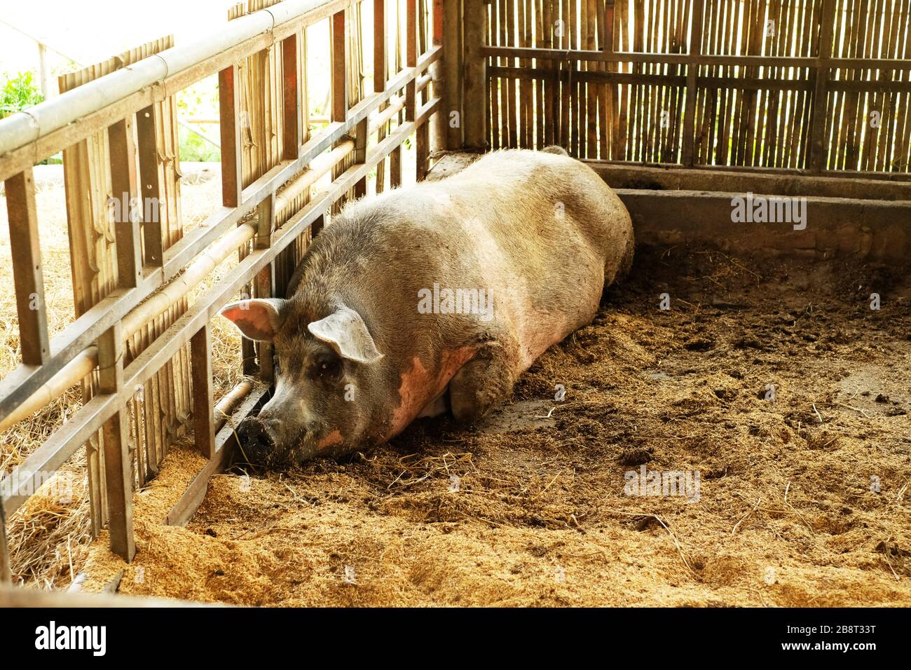 Pick in a stall Stock Photo - Alamy