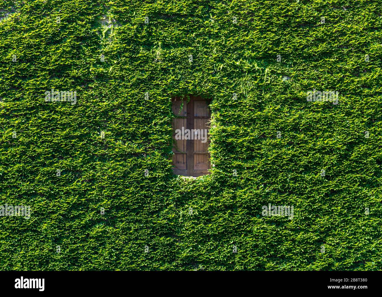 Natural background of green leaves and windows Stock Photo - Alamy