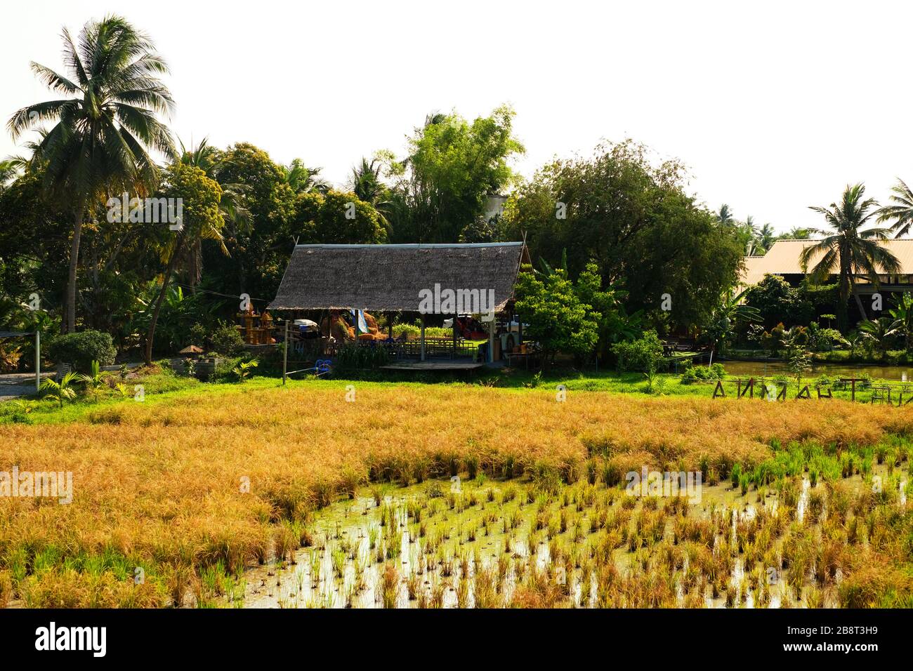 Rice field before a pavilion Stock Photo - Alamy