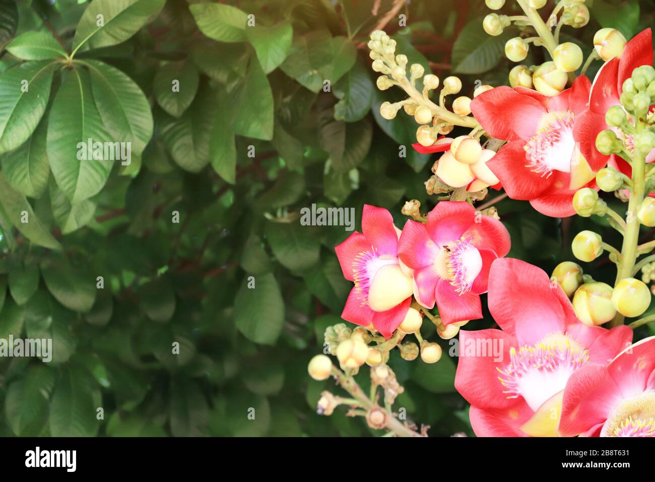 Ficus Religiosa Flower