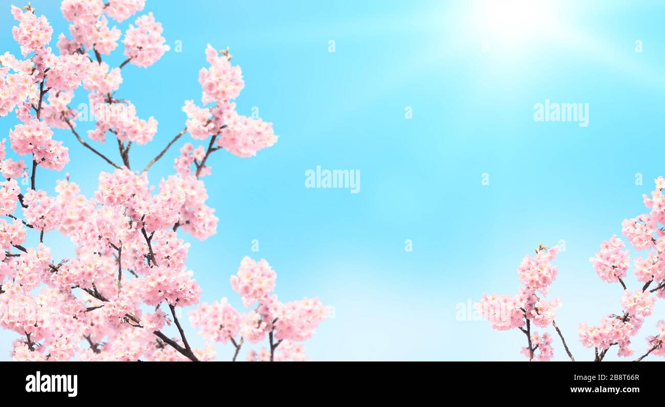 Horizontal banner with sakura flowers of pink color on sunny backdrop ...