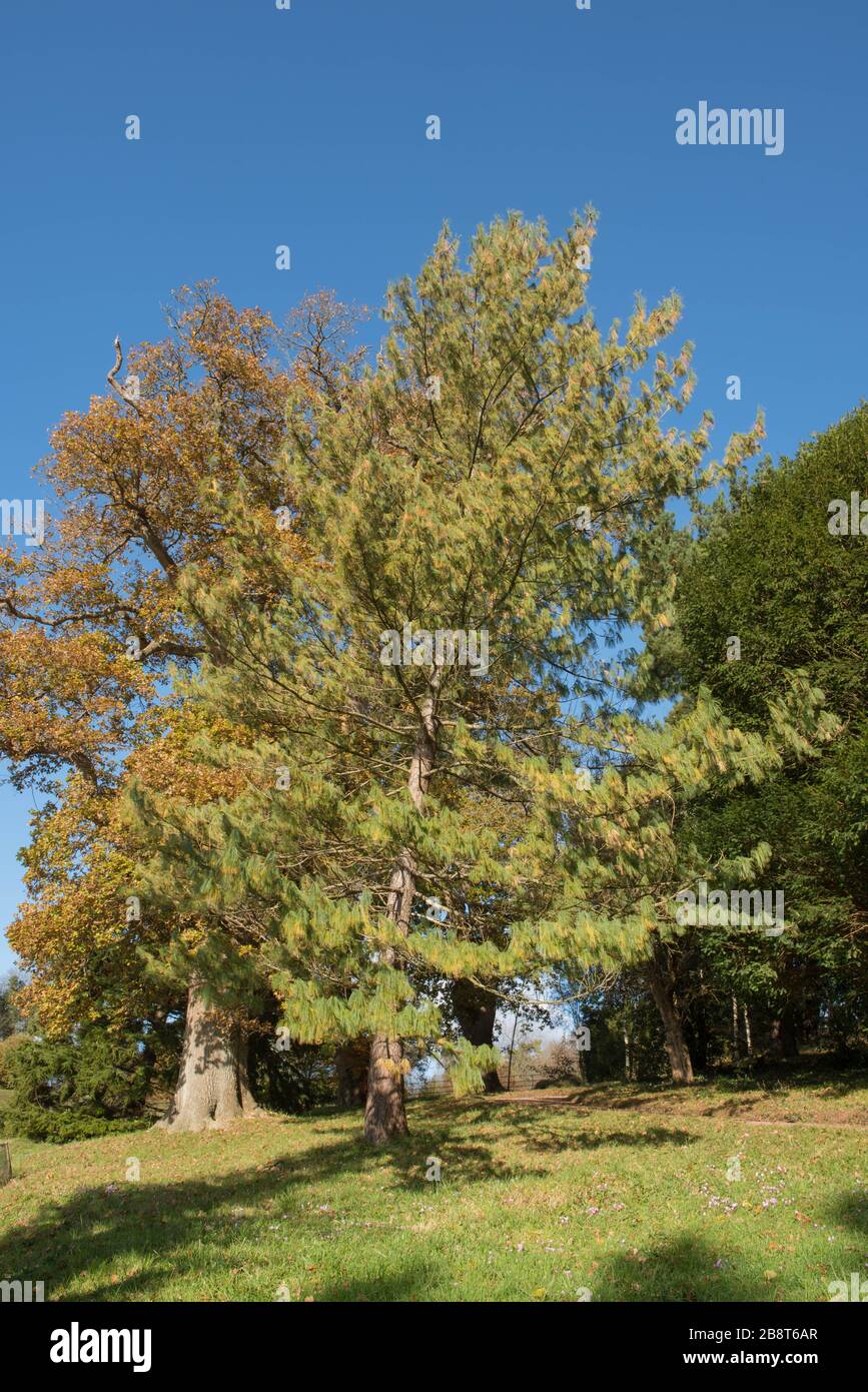 Autumn Foliage of a Himalayan White or Bhutan Pine Tree (Pinus ...