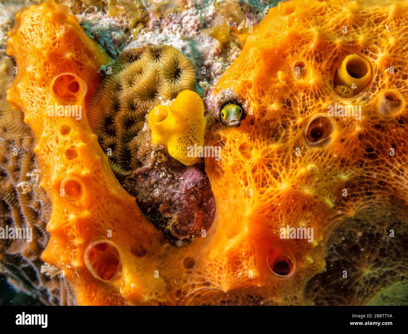Orange lumpy encrusting sponge hi-res stock photography and images - Alamy
