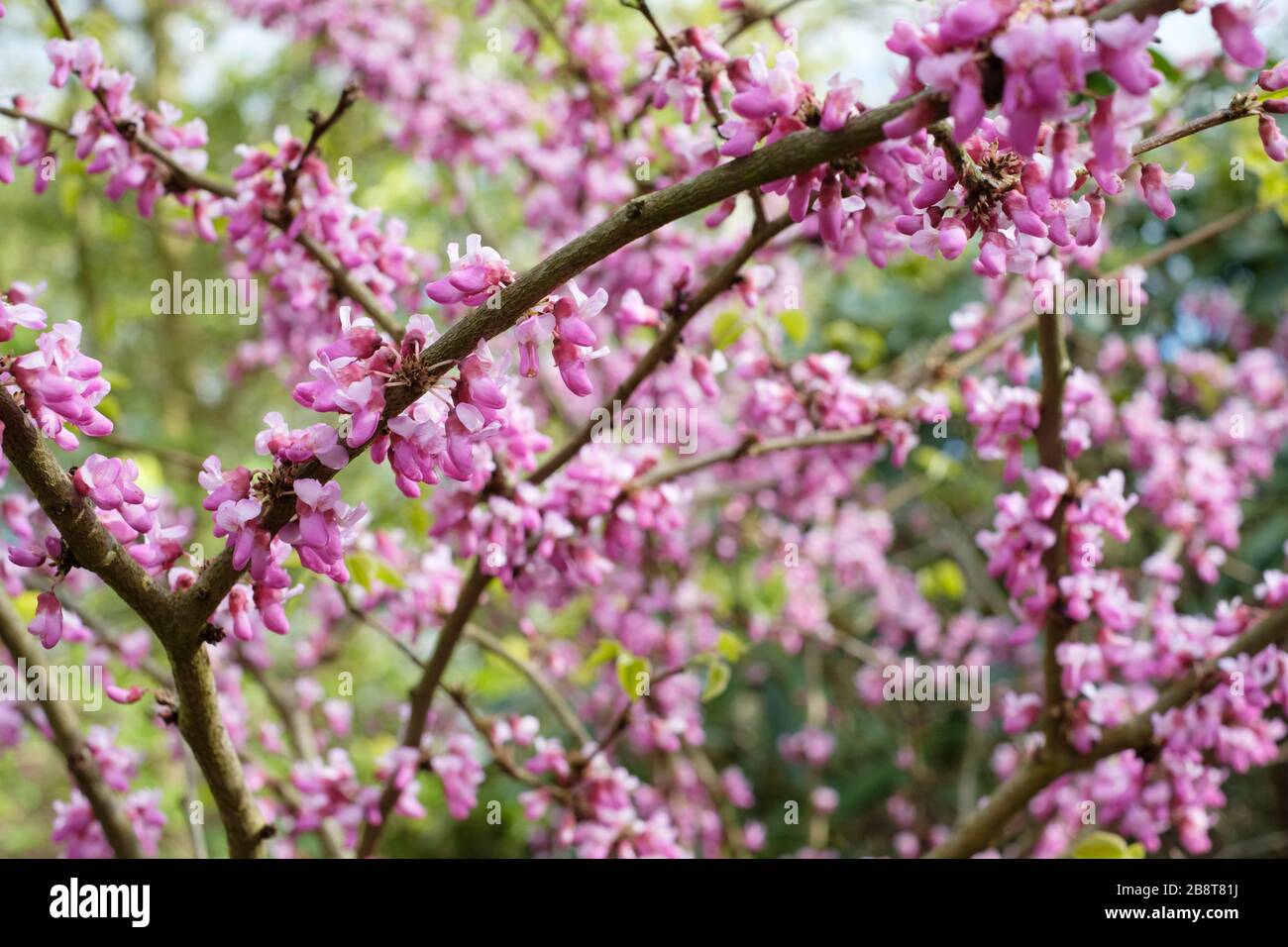 Cercis gigantea hi-res stock photography and images - Alamy
