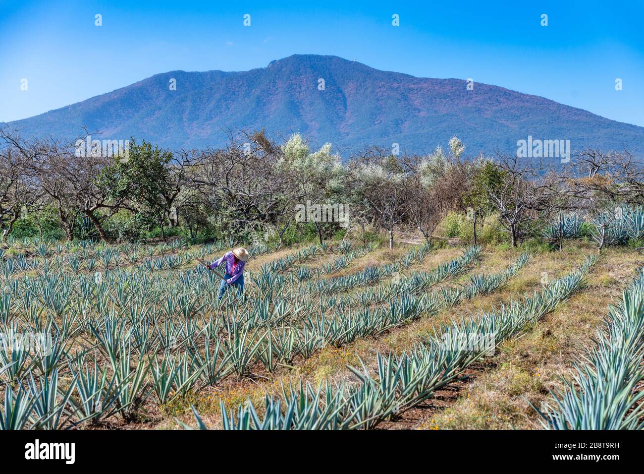 Worker in blue agave field in Tequila, Jalisco, Mexico Stock Photo - Alamy