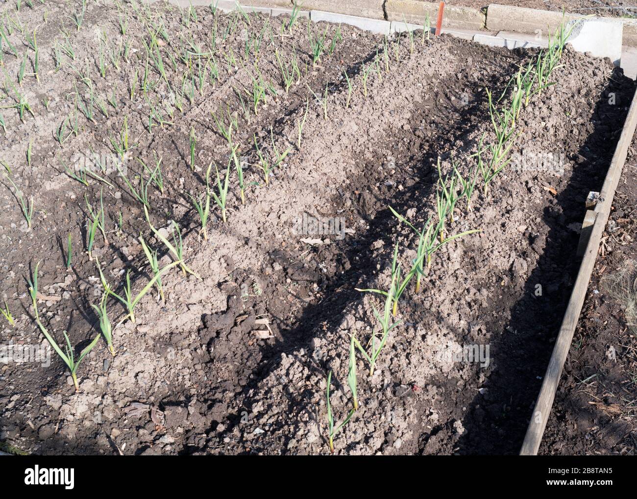 Garlic growing on the top of ridges to keep them relatively dry, in an ...