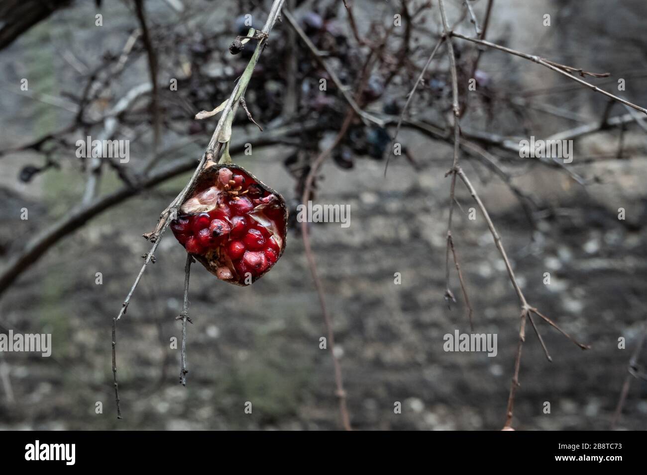 a single bursting pomegranate on a tree Stock Photo - Alamy