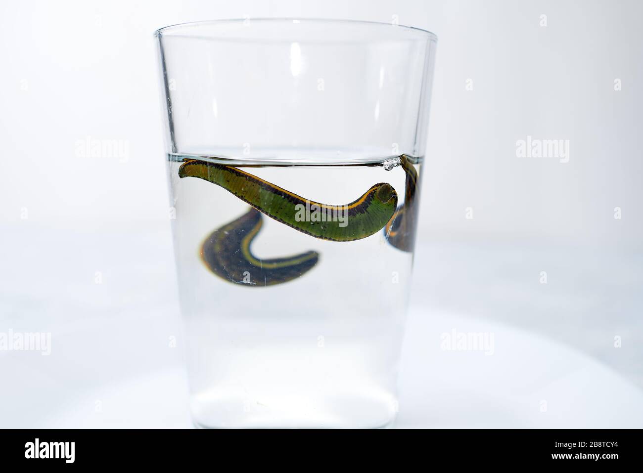 Leeches close up hi-res stock photography and images - Alamy
