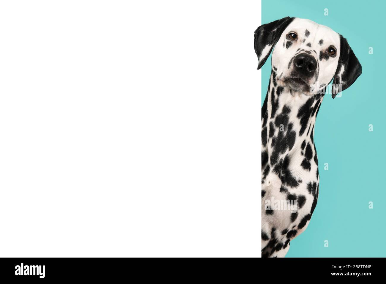 Portrait of a pretty dalmatian dog looking around the corner of a white ...