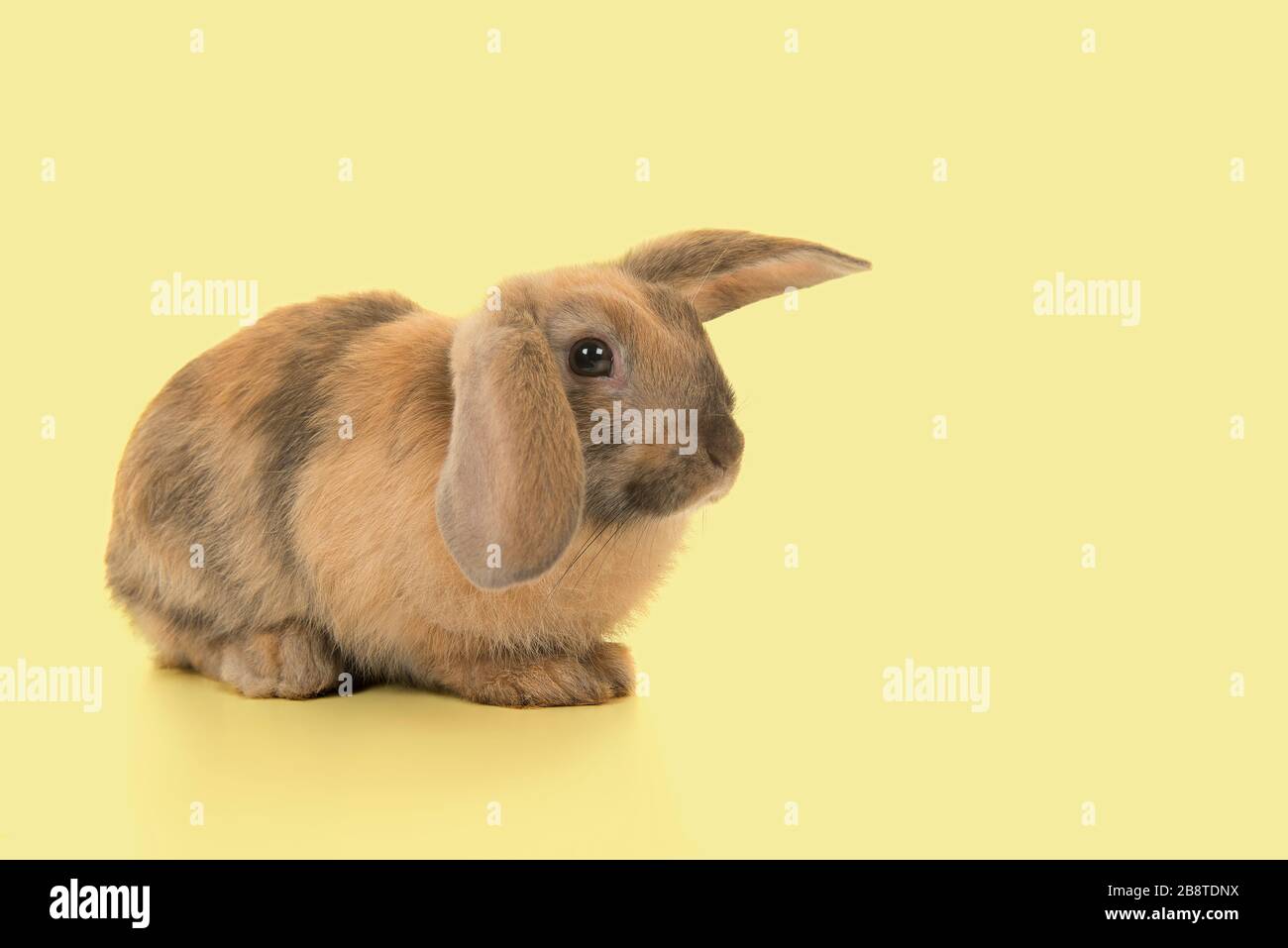 Cute rabbit seen from the side on a yellow background Stock Photo - Alamy