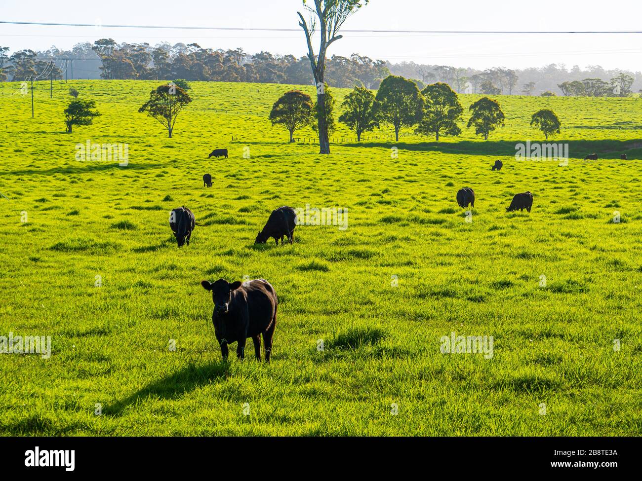 Cattle feed australia hi-res stock photography and images - Alamy
