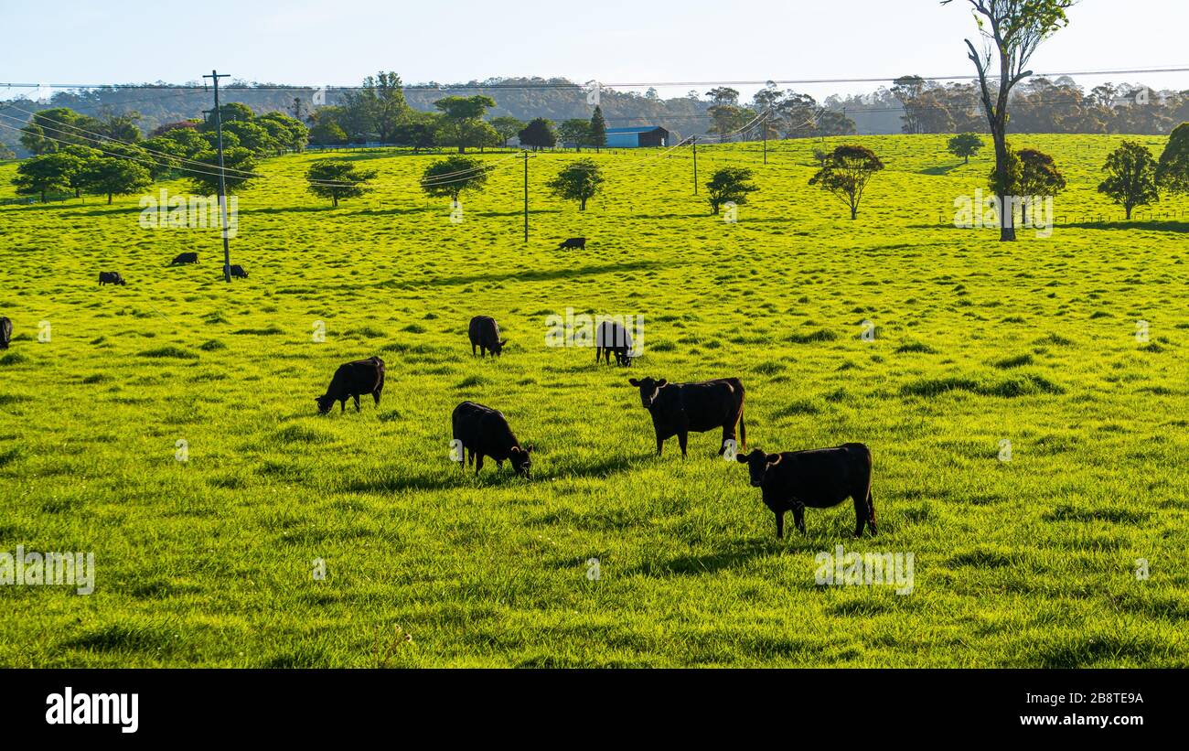 Cattle feed australia hi-res stock photography and images - Alamy