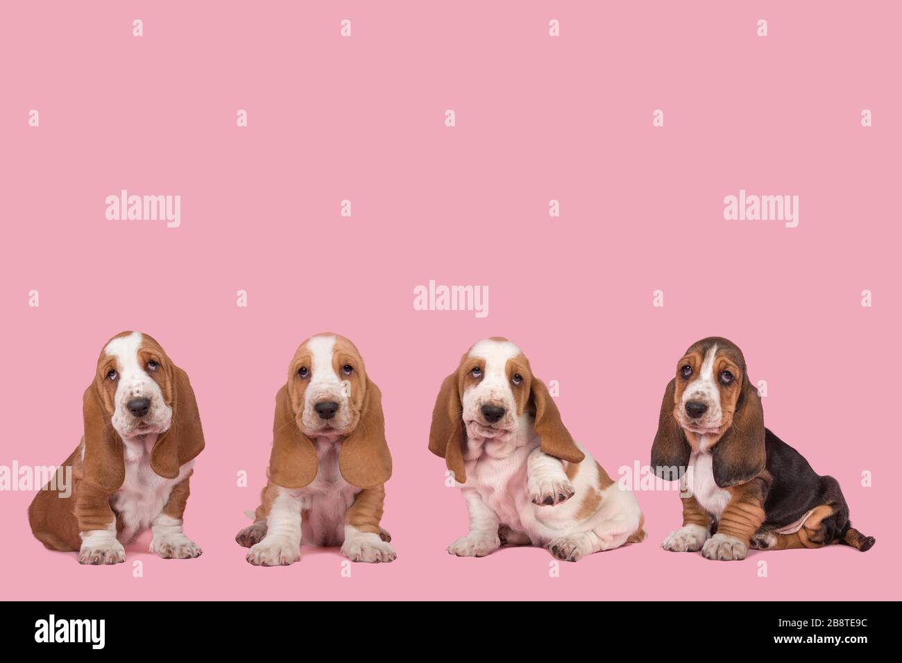 Four cute basset hound puppy dogs at a pink background Stock Photo - Alamy
