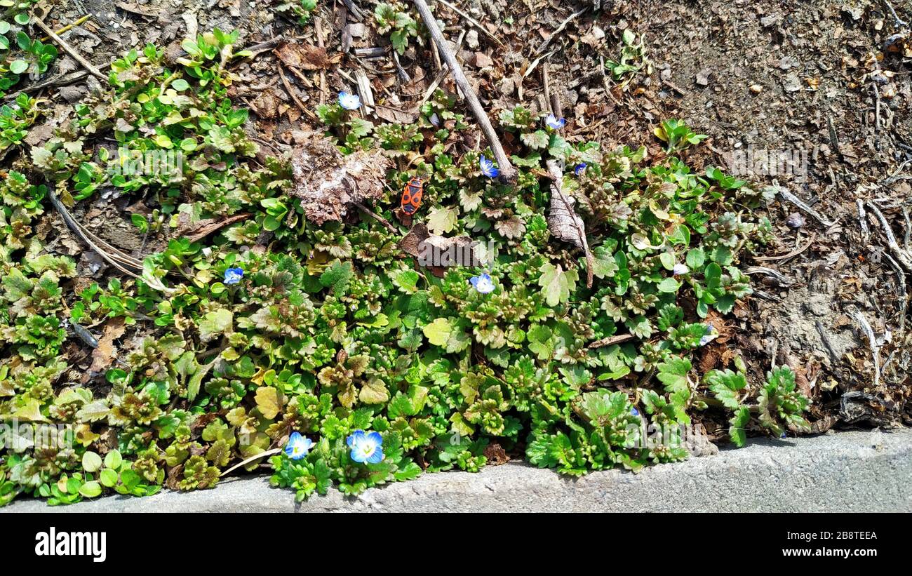 soldier Bug or red bug have woken up in early spring Stock Photo - Alamy