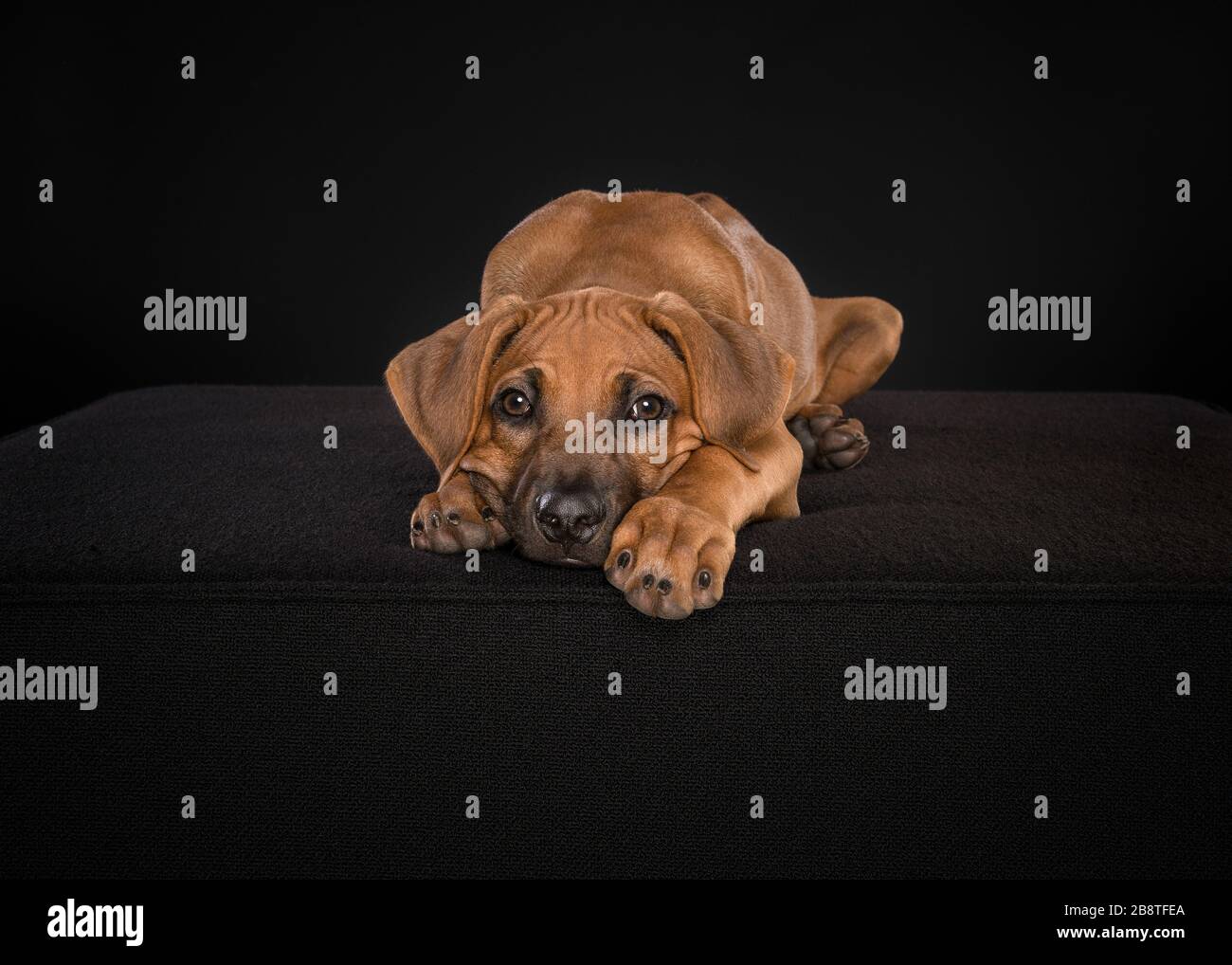 Black Rhodesian Ridgeback High Resolution Stock Photography and Images ...