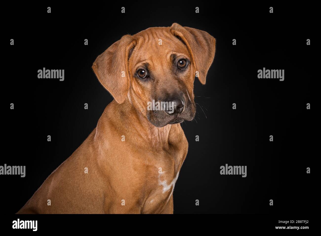 Rhodesian ridgeback puppy hi-res stock photography and images - Alamy