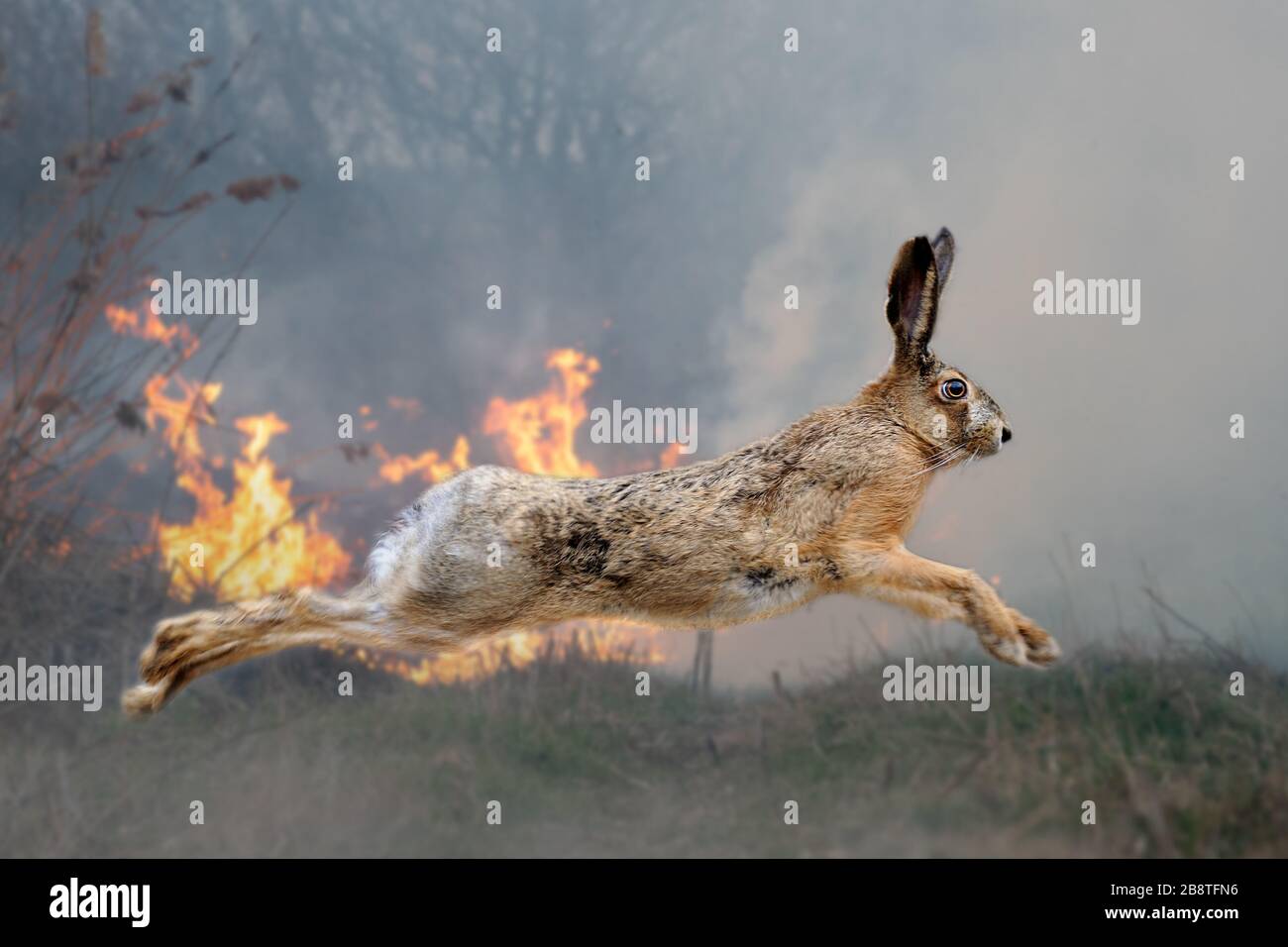 Grass burning in wild bushfire hi-res stock photography and images - Alamy