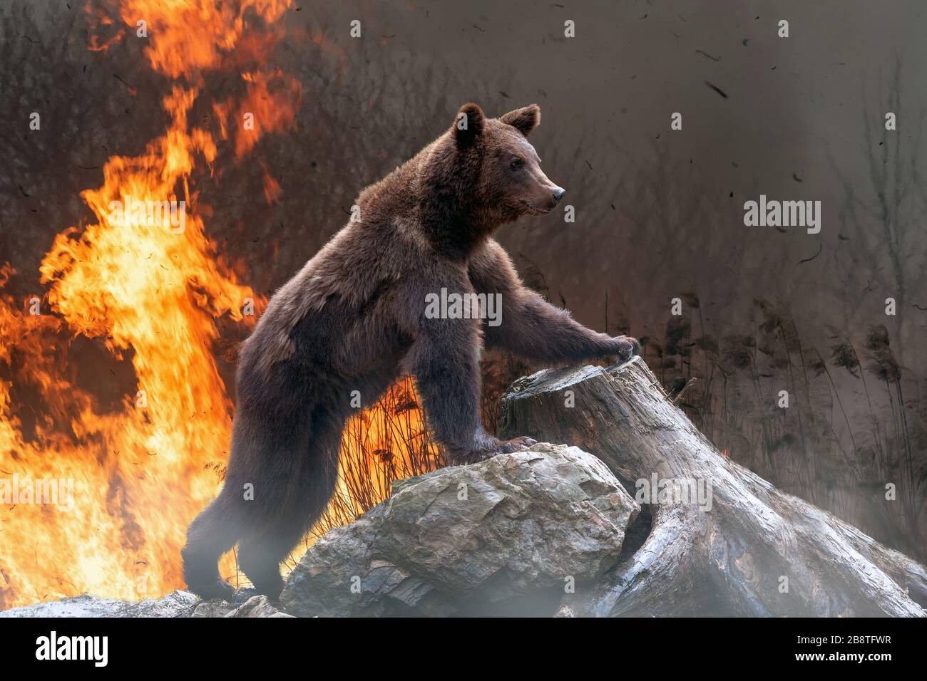 Bear on a background of burning forest. Wild animal in the midst of ...