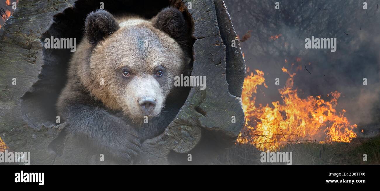 Wildfire bear cub hi-res stock photography and images - Alamy