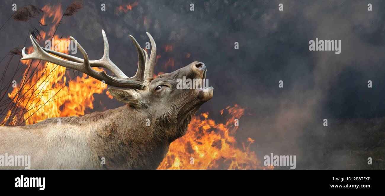 Deer on a background of burning forest. Wild animal in the midst of ...
