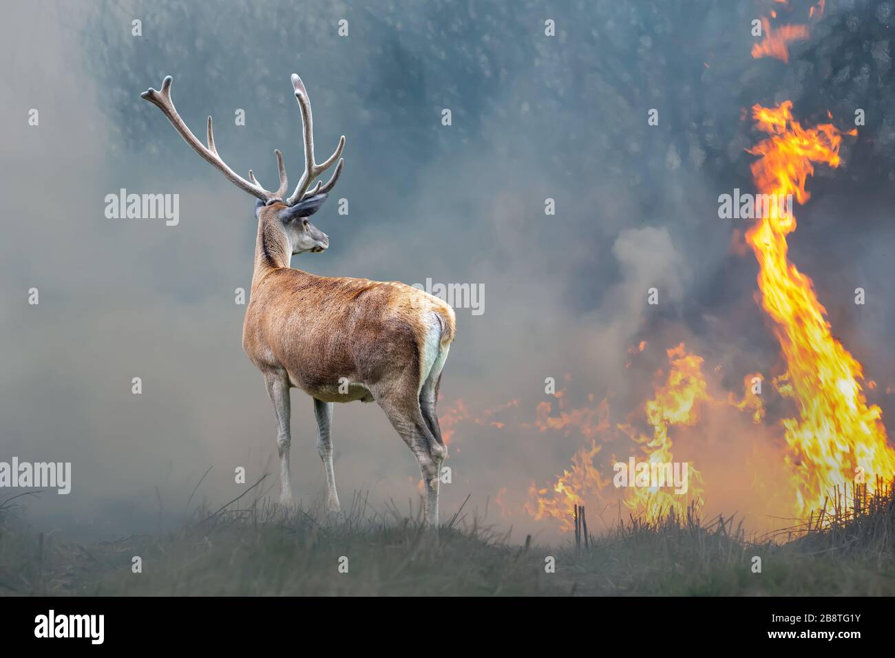 Deer on a background of burning forest. Wild animal in the midst of ...